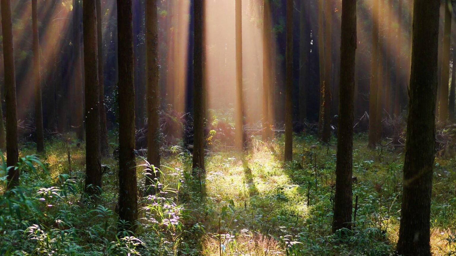 Wellous Products - Wellous Singapore